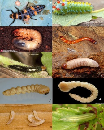 Todas as lagartas viram borboletas? :: Um Pouco De Biologia